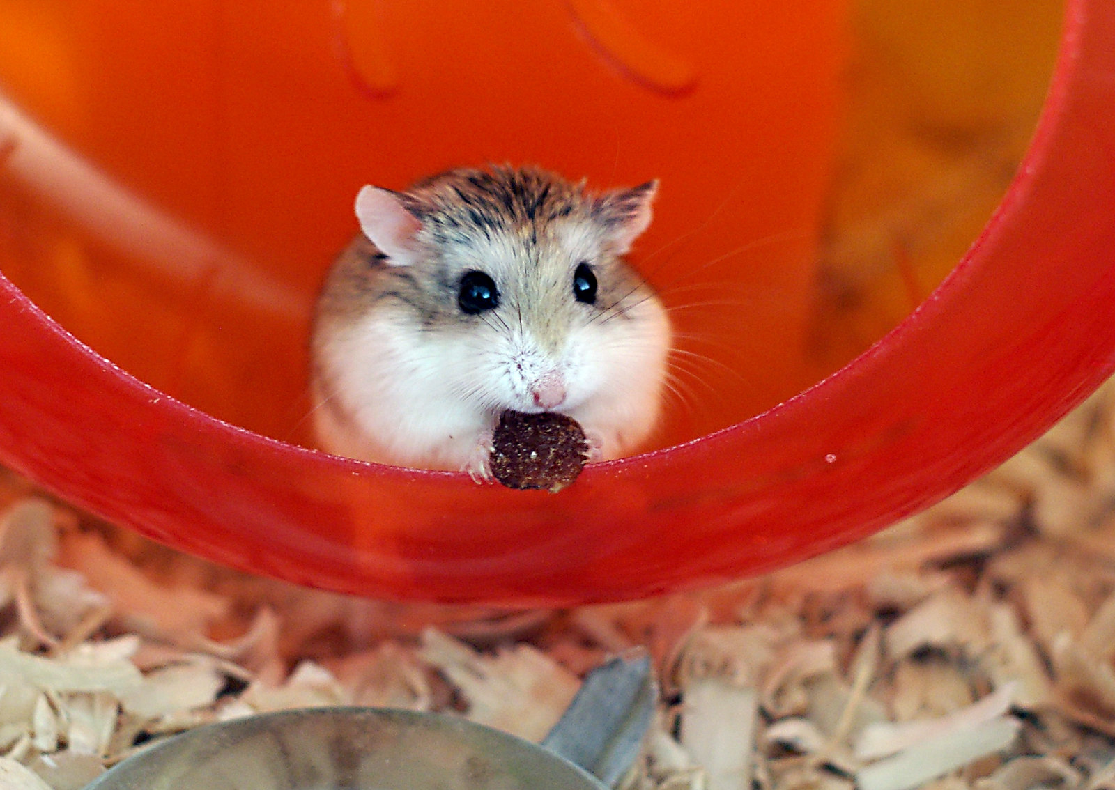 Hope and the Hedonic Hamster Wheel - Mission Central